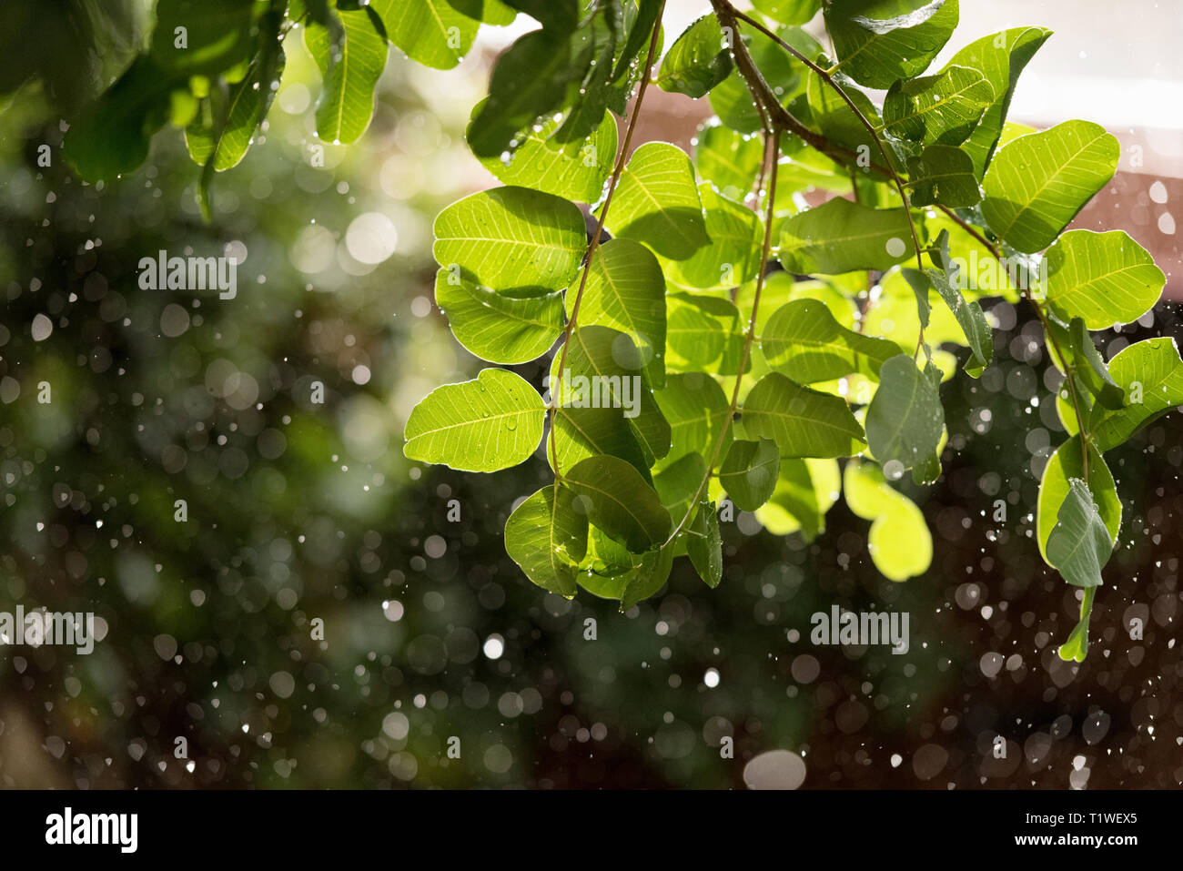 Heavy rain over spring forest hi-res stock photography and images - Alamy