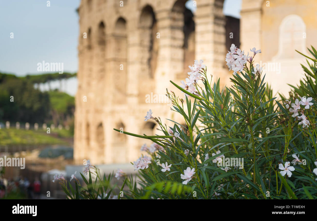 Roman colosseum flowers hi-res stock photography and images - Alamy