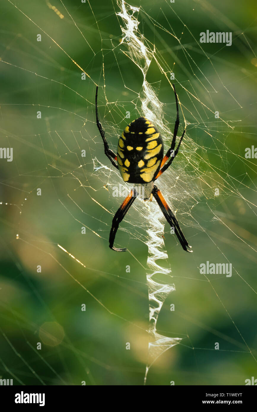 Orb Weaver Spider Argiope