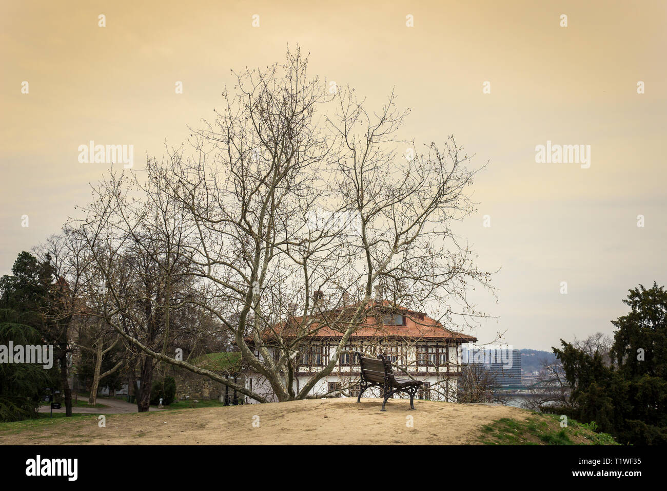 Wooden bench in Kalemegdan fortress park bellow a scenic tree during ...