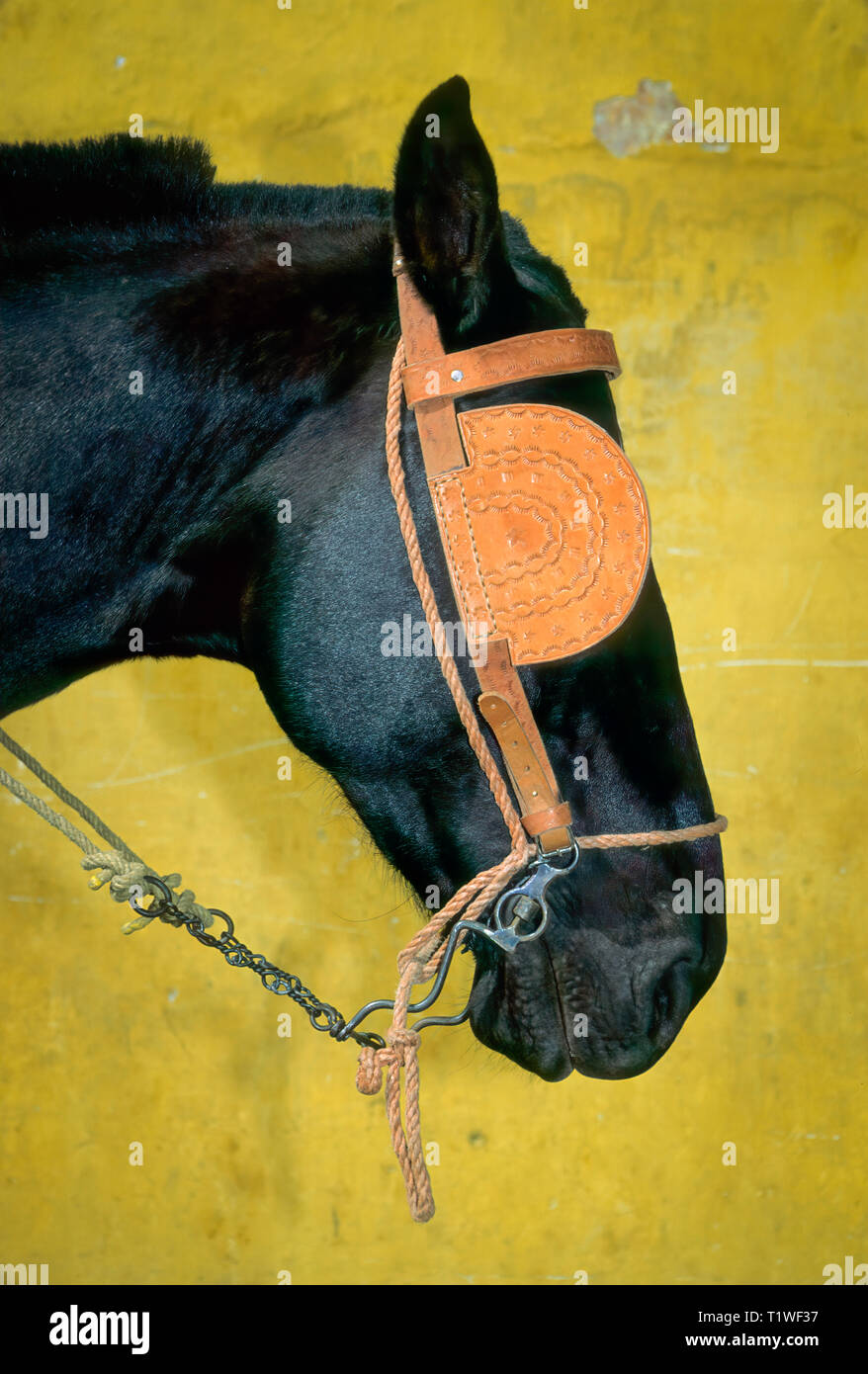 Blinkered carriage horse waiting for customers (usually tourists) in ...