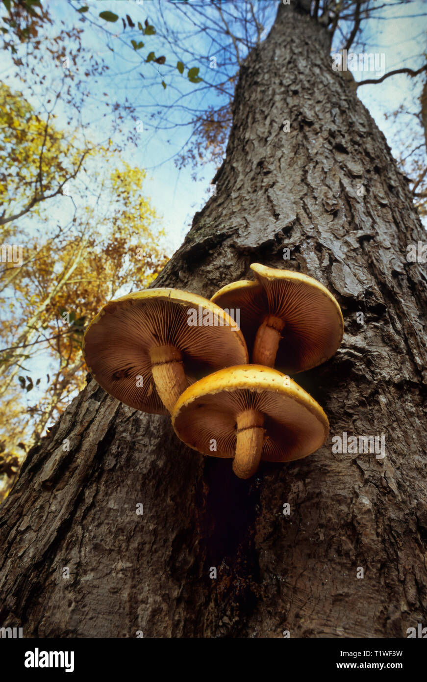 Mushrooms (species undetermined) growing on tree trunk in autumn ...