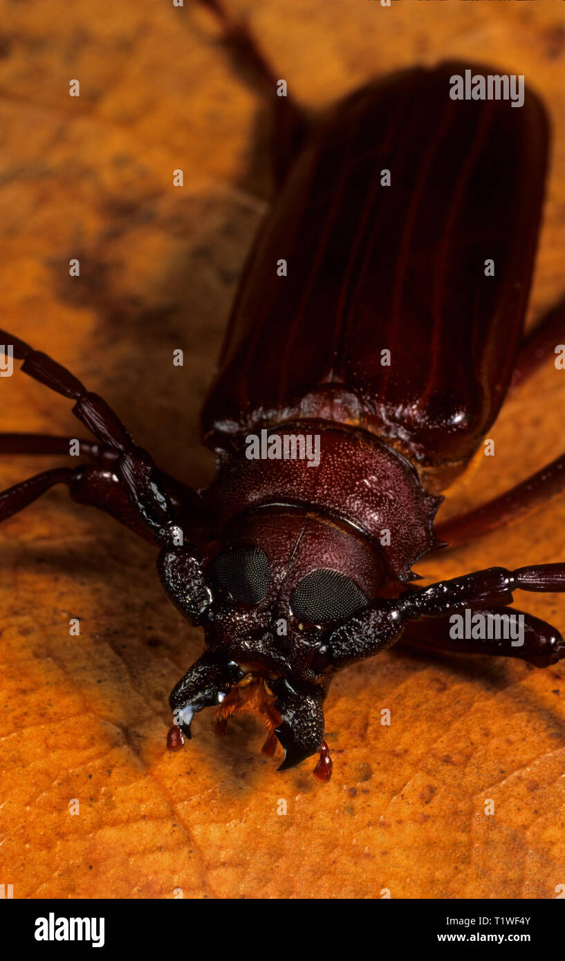 Root borer beetle (Prionus sp Stock Photo - Alamy