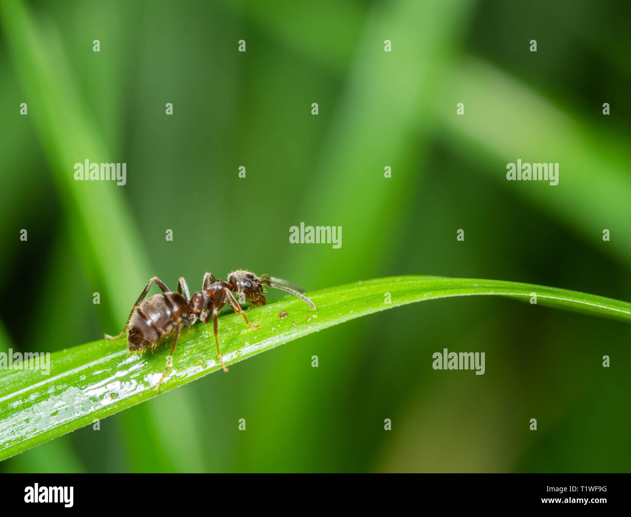 Black ant (Lasius niger) on grass stem Stock Photo - Alamy