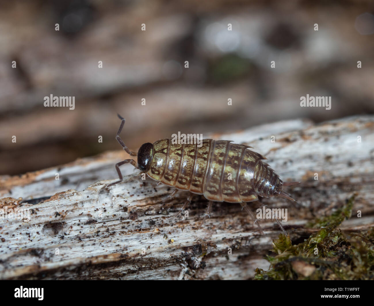 Woodlouse Woodlice Oniscidea High Resolution Stock Photography and ...