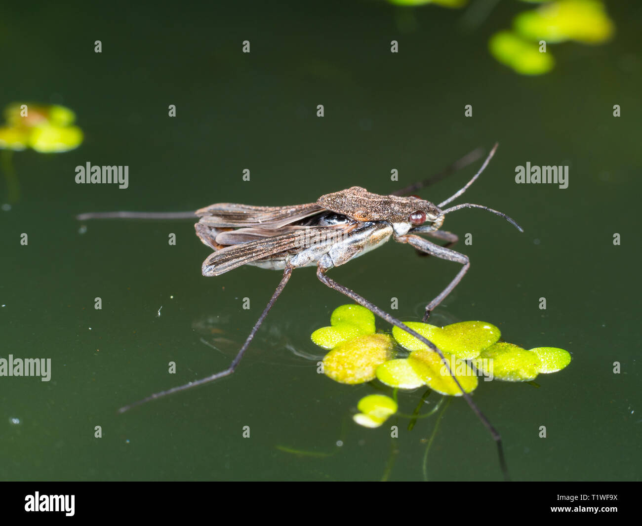 Water Skipper Stock Photos & Water Skipper Stock Images - Alamy