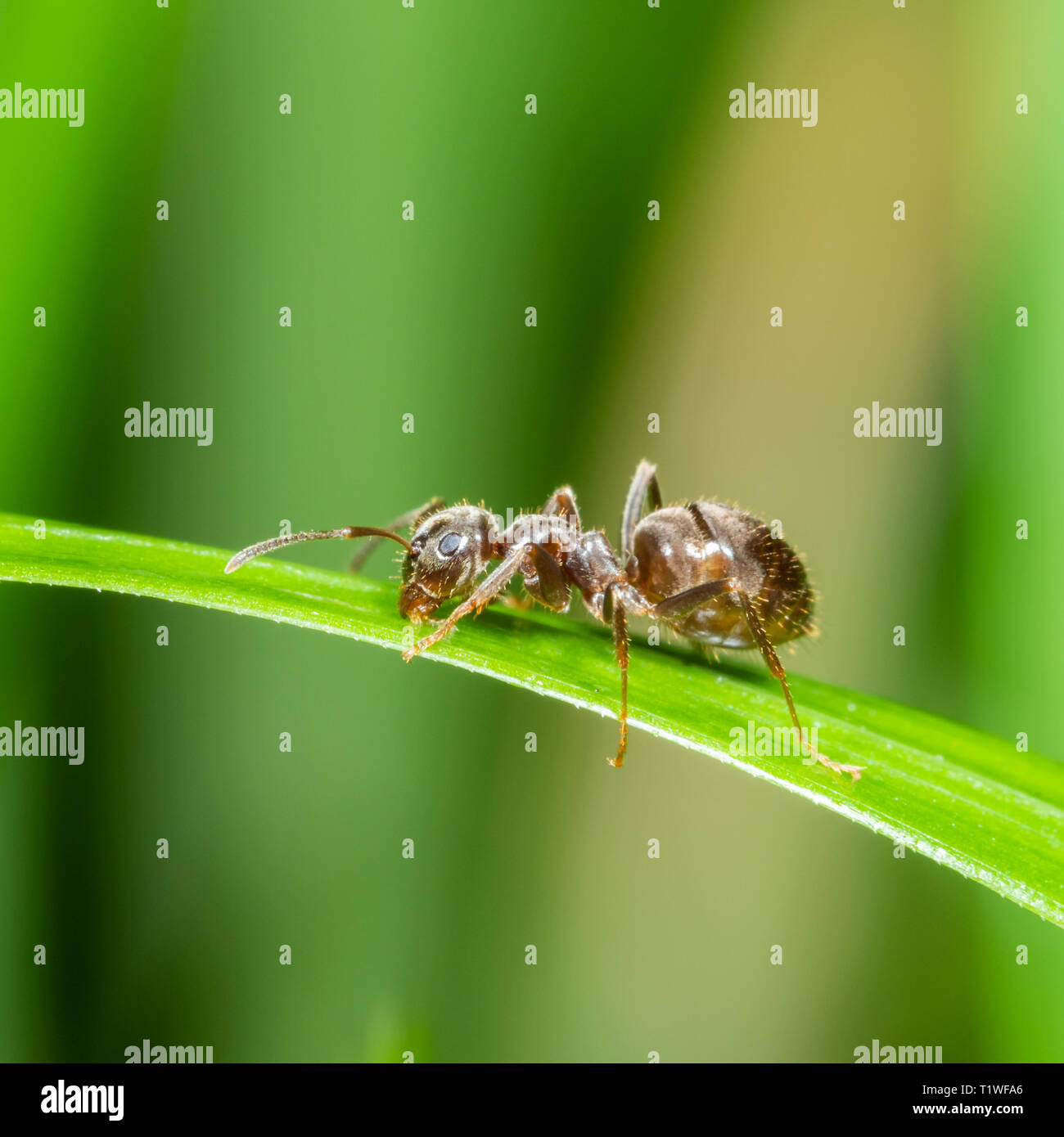 Ant grass england hi-res stock photography and images - Alamy