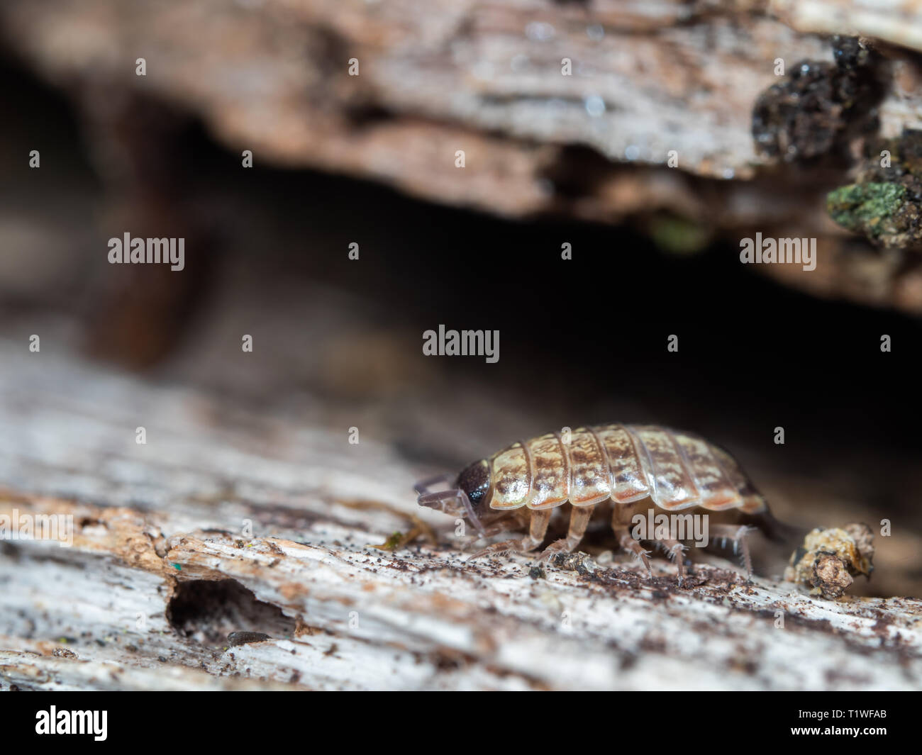 Woodlouse Woodlice Oniscidea High Resolution Stock Photography and ...