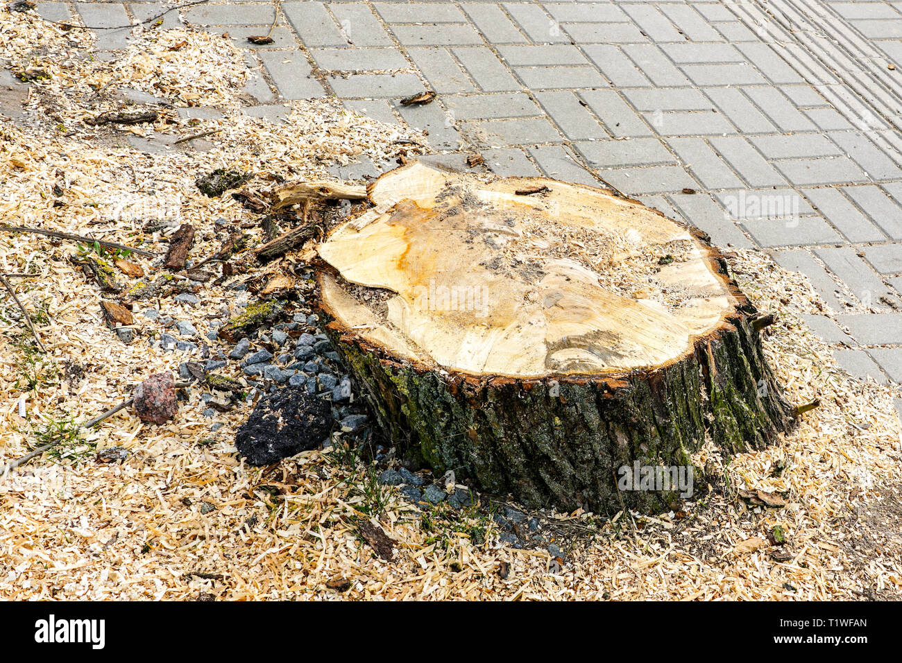 a newly cut tree stump in the paved city street Stock Photo - Alamy