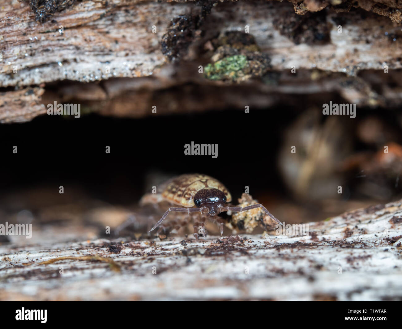 Woodlouse woodlice oniscidea hi-res stock photography and images - Alamy