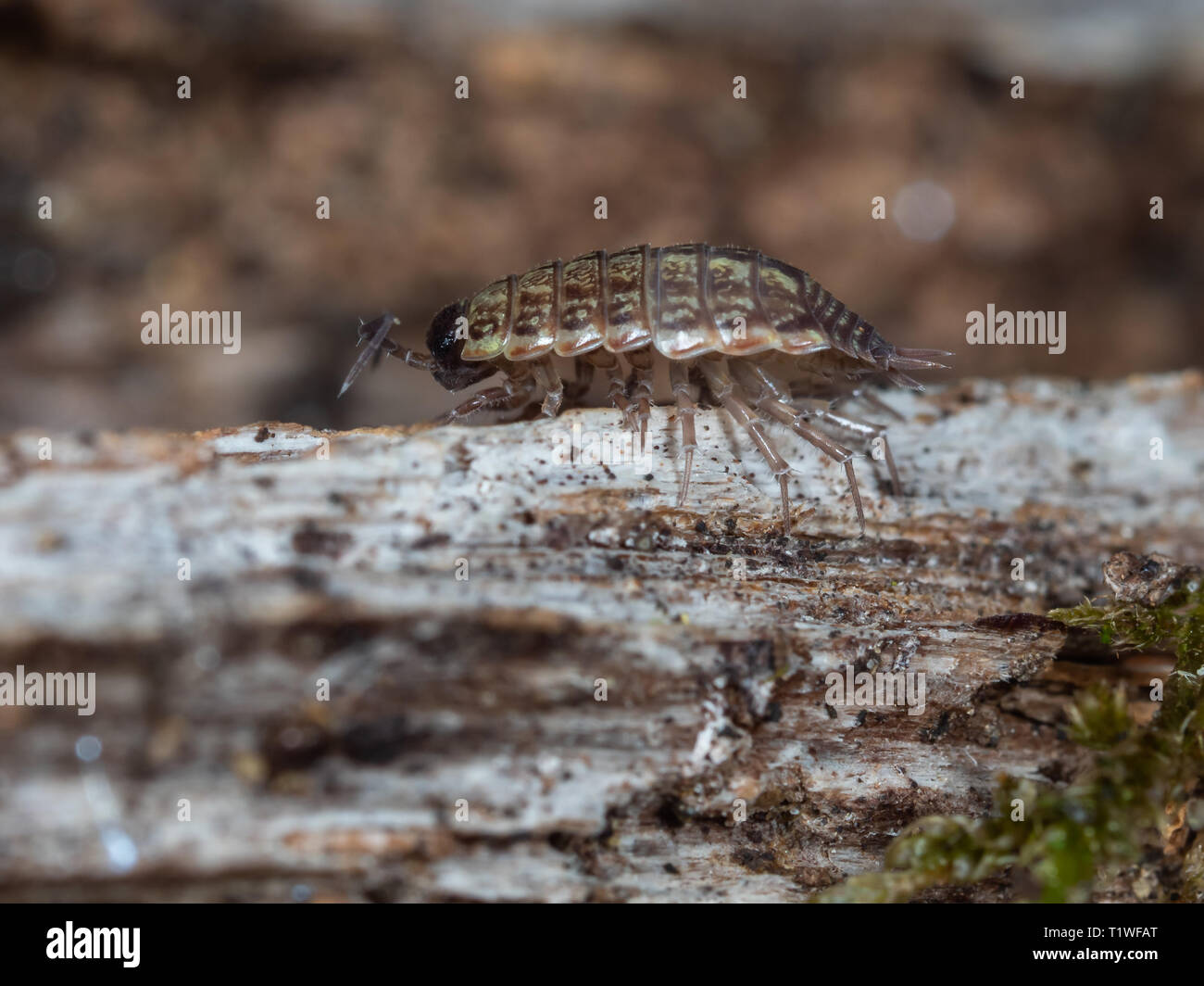Woodlouse woodlice oniscidea hi-res stock photography and images - Alamy