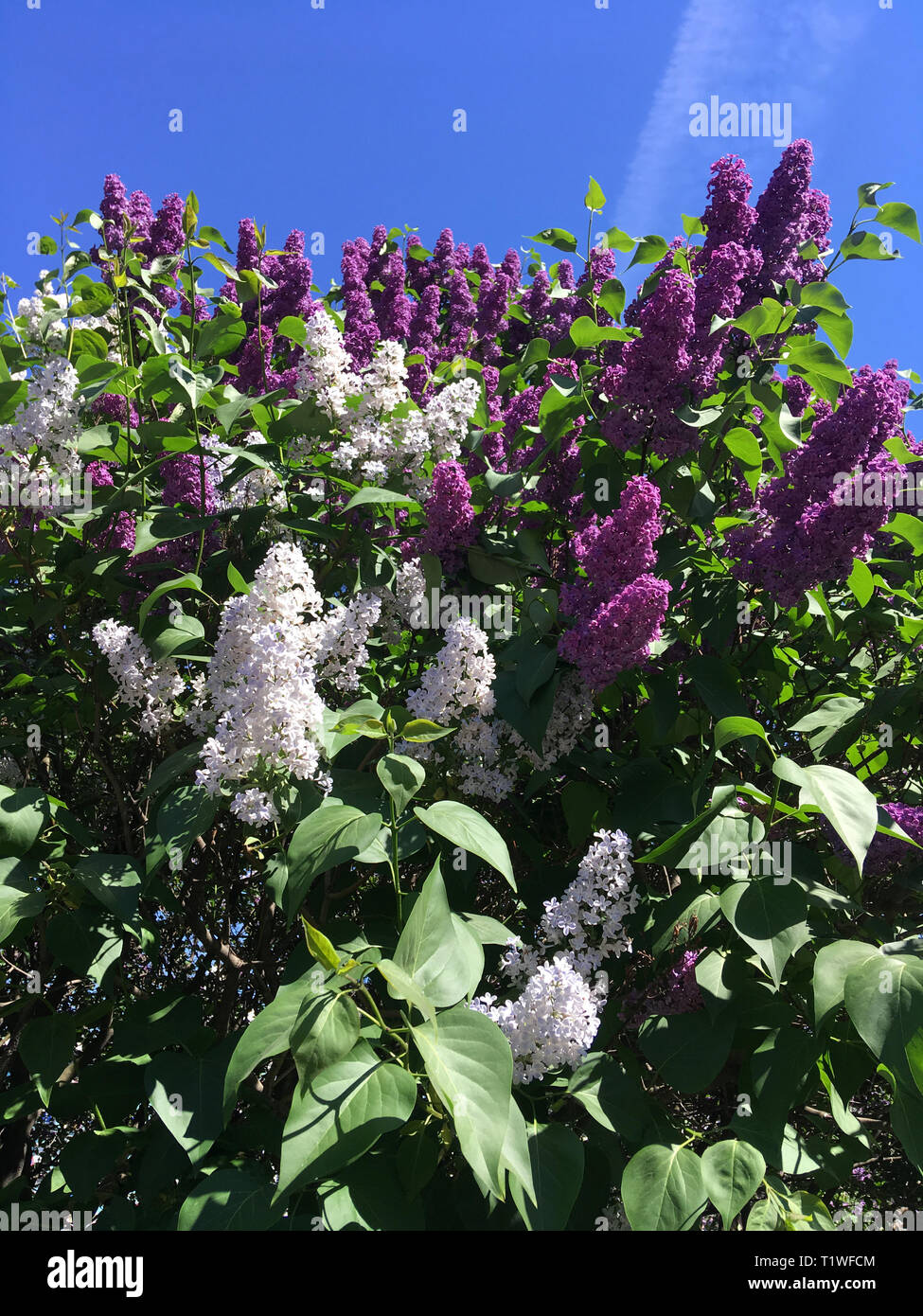 Lilac clouds hi-res stock photography and images - Alamy