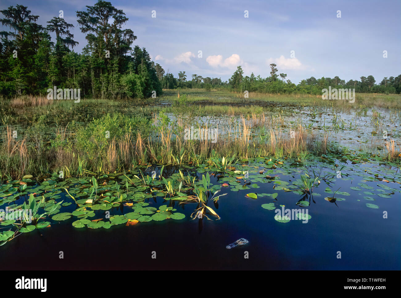 Bald cypress trees (Taxodium distichum), water lilies, and American ...