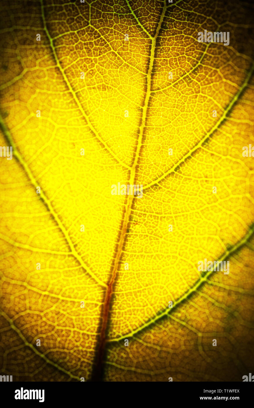 Close up of a yellow autumn leaf Stock Photo - Alamy