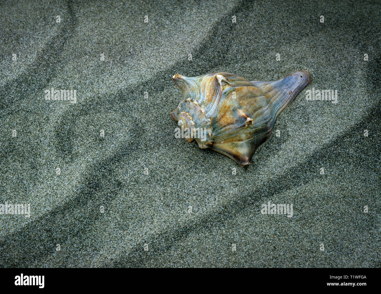 Knobbed whelk hi-res stock photography and images - Alamy