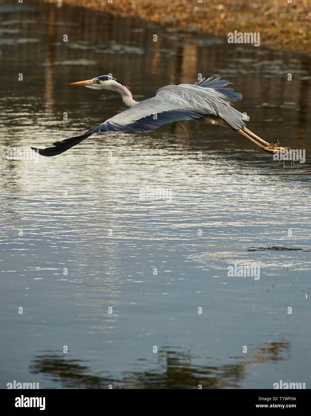 Graceful Heron in low flight over still estuary water with reflection ...
