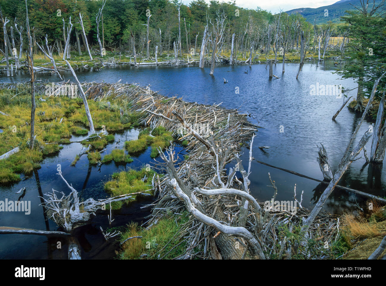 Beavers (Castor canadensis) introduced from Canada have dammed almost ...