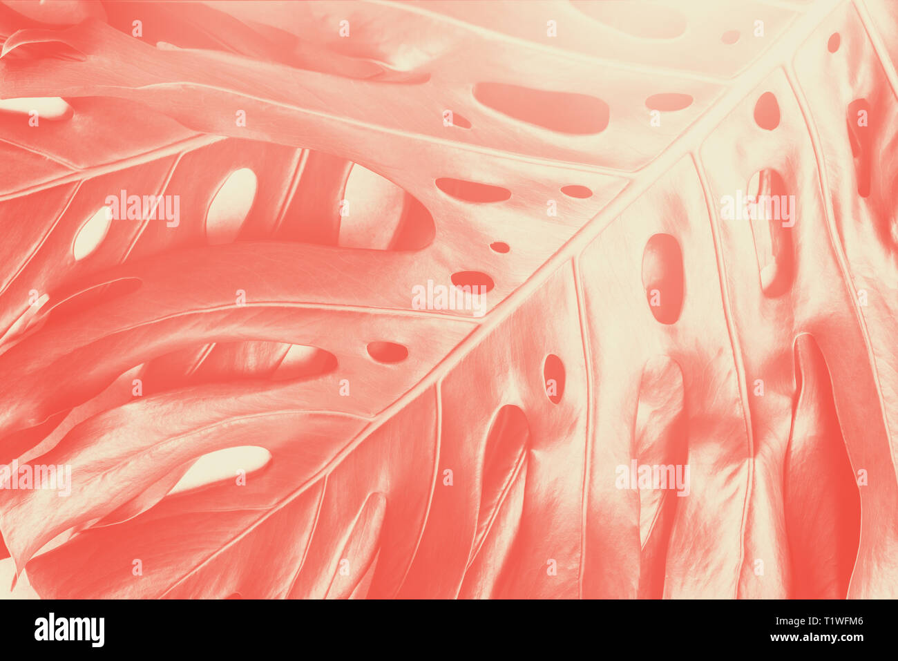 Monstera leaf wallpaper botanical hi-res stock photography and images ...