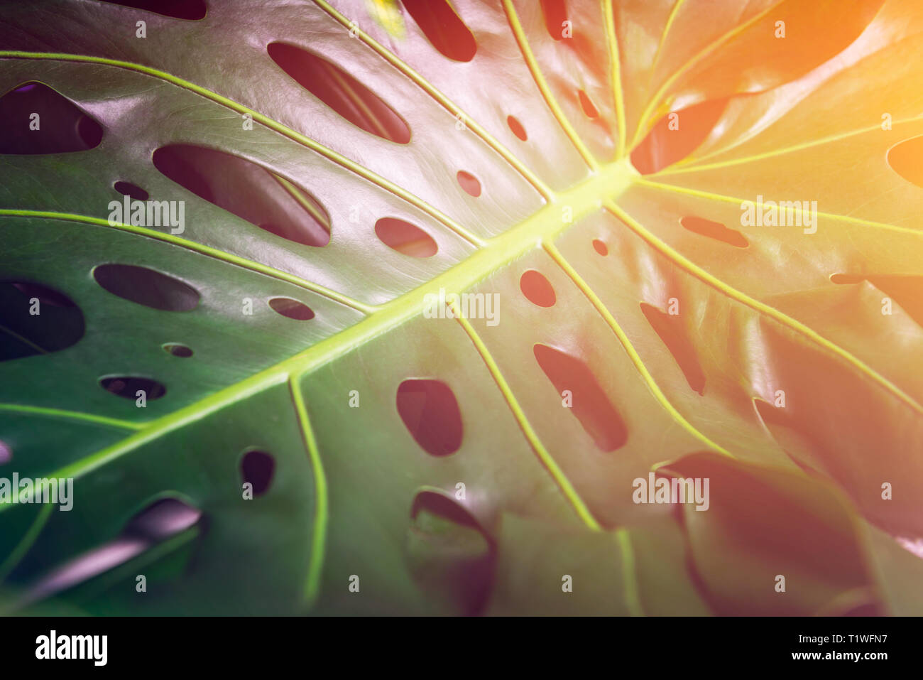 Close up of tropical monstera leaf, top view, background image ...