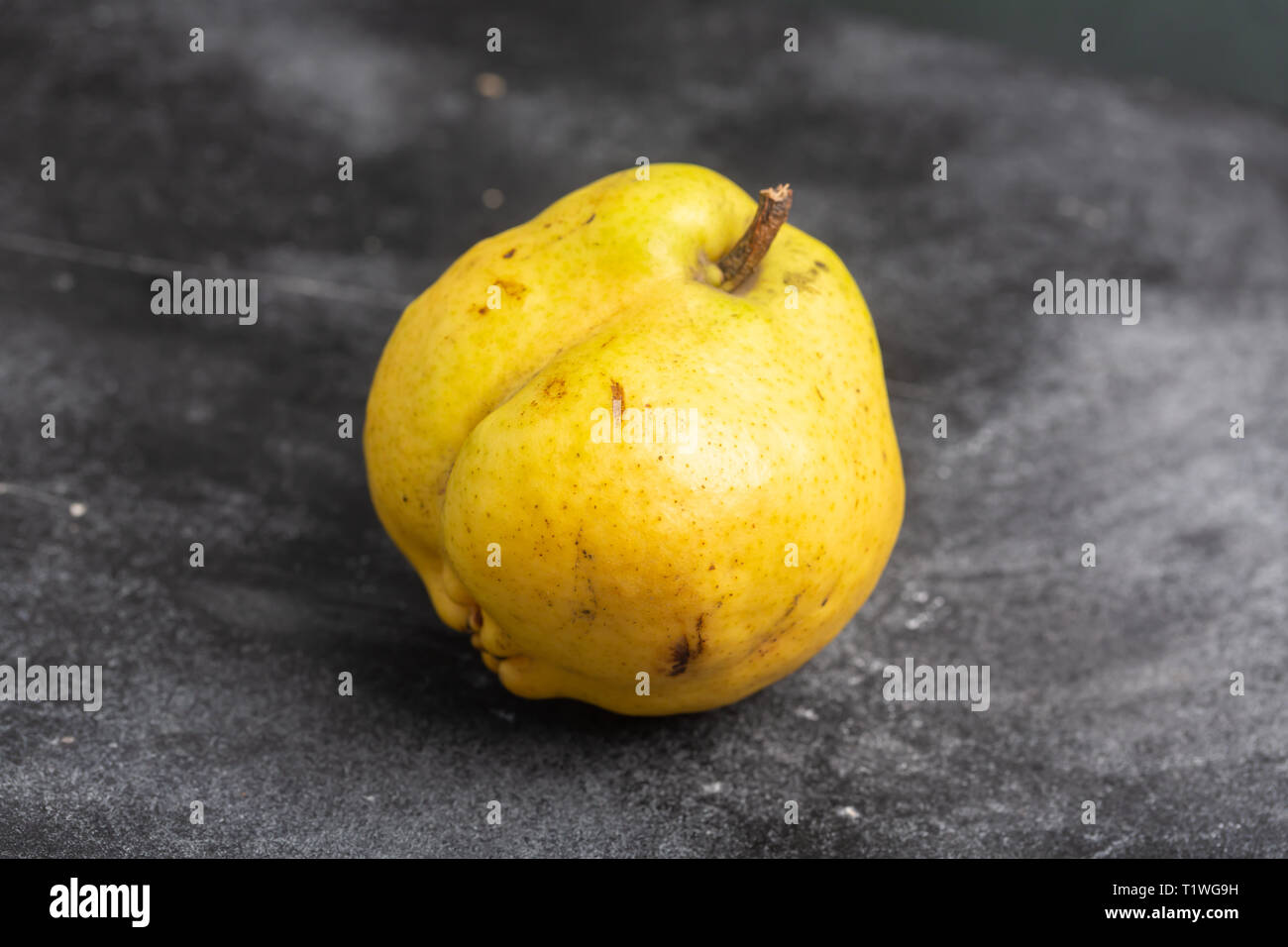 Trendy ugly organic fruit quince on the table. Horizontal orientation ...