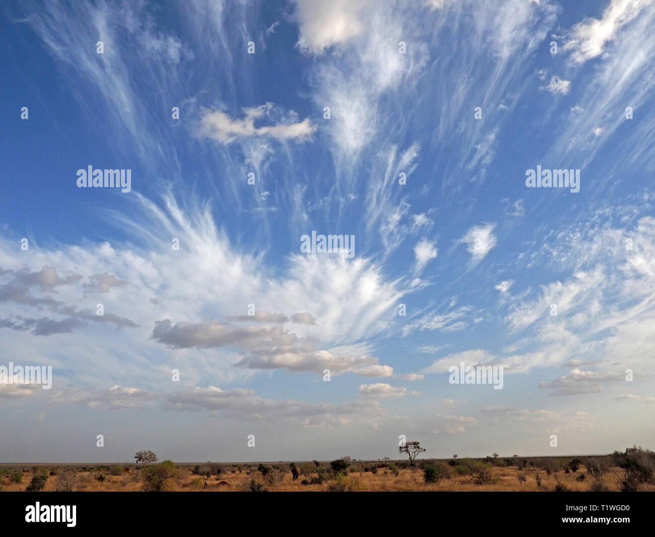 Wispy Tail High Resolution Stock Photography and Images - Alamy