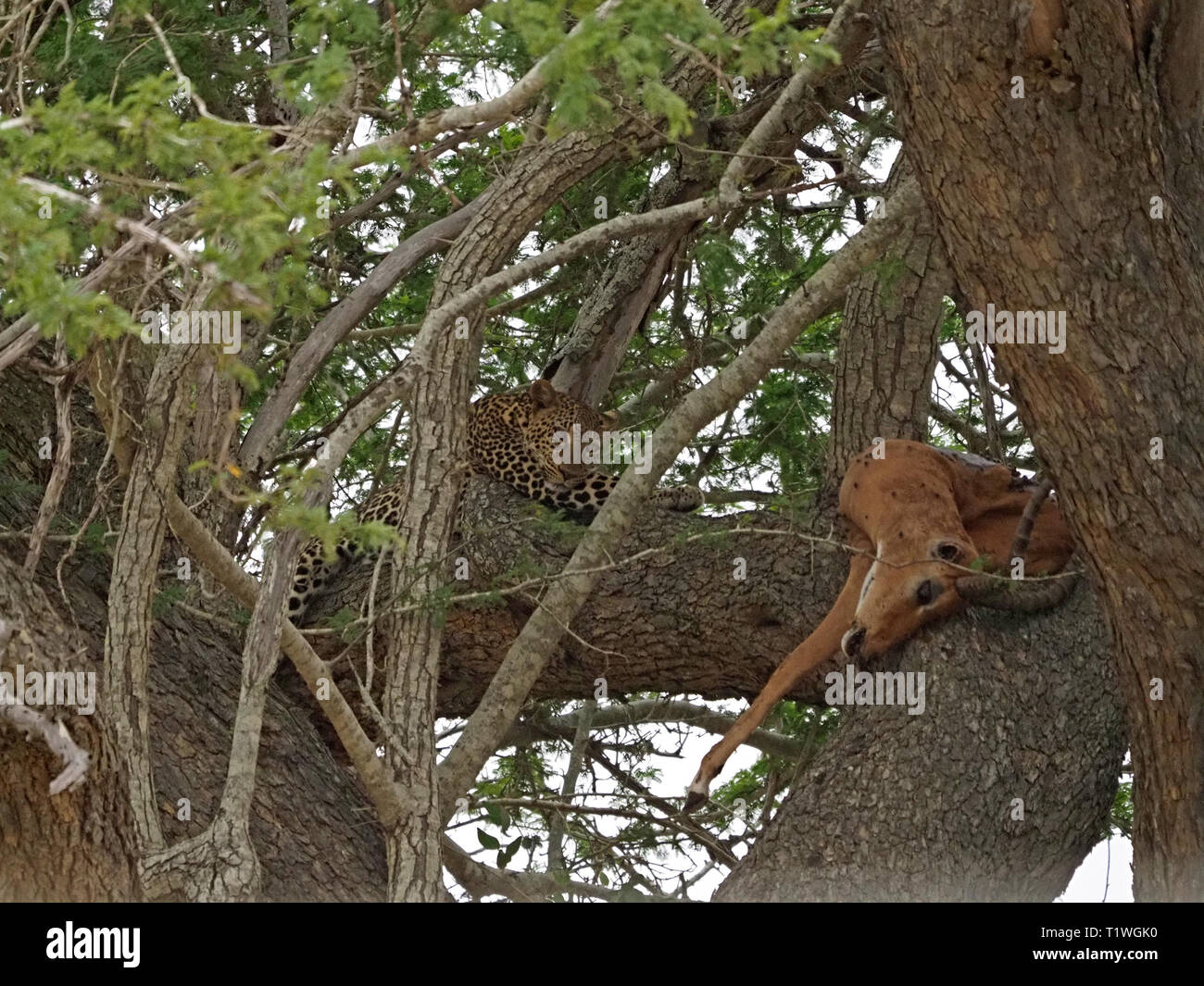 single reclining leopard resting high in big tree with its recent kill ...