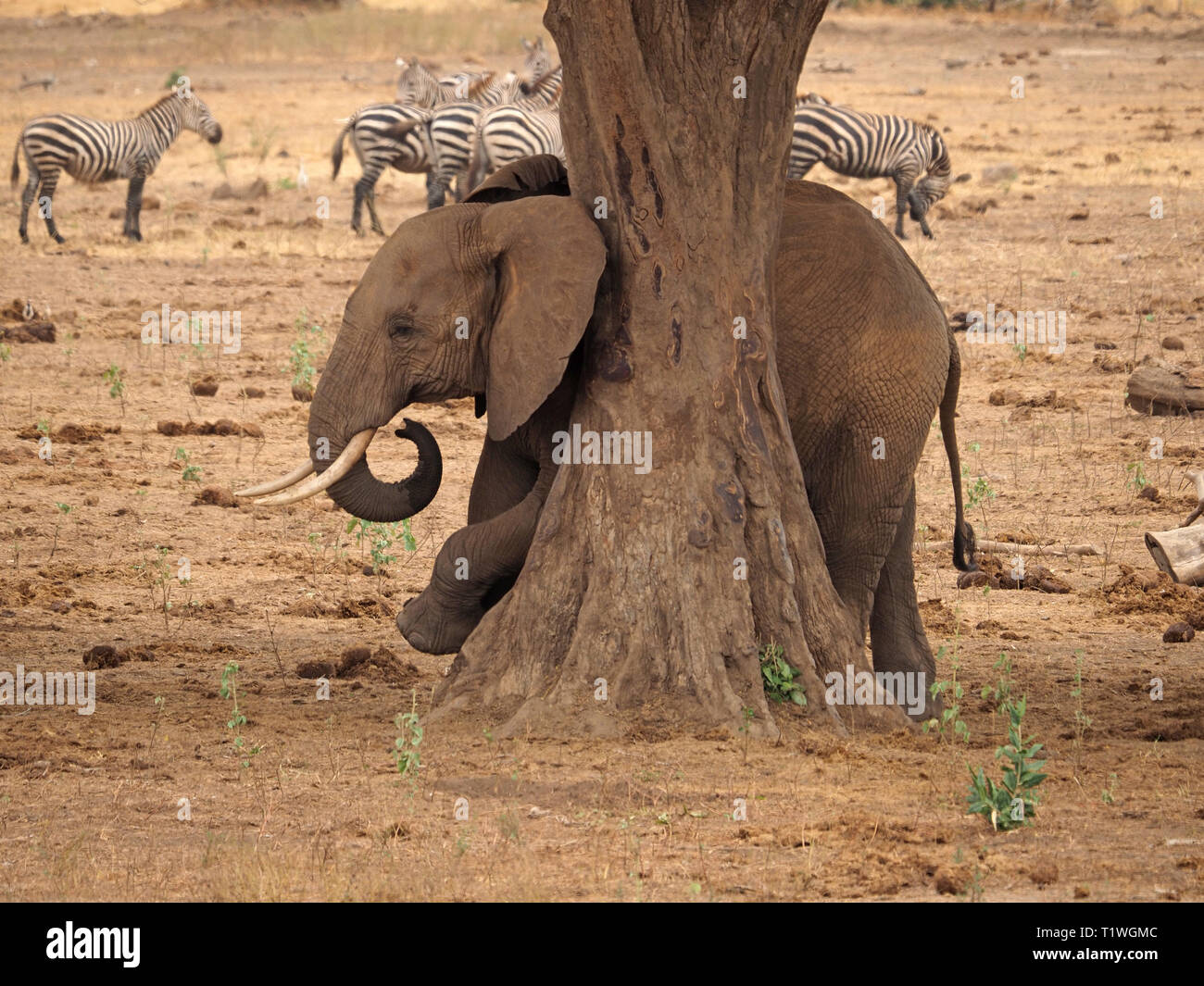 Elephant rubs against tree hi-res stock photography and images - Alamy