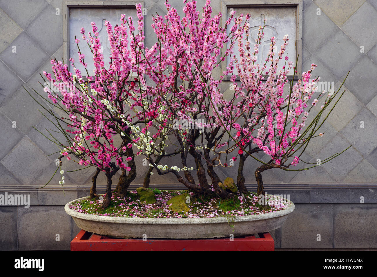 Pink flower blooms of the Japanese ume apricot tree, prunus mume, in a ...