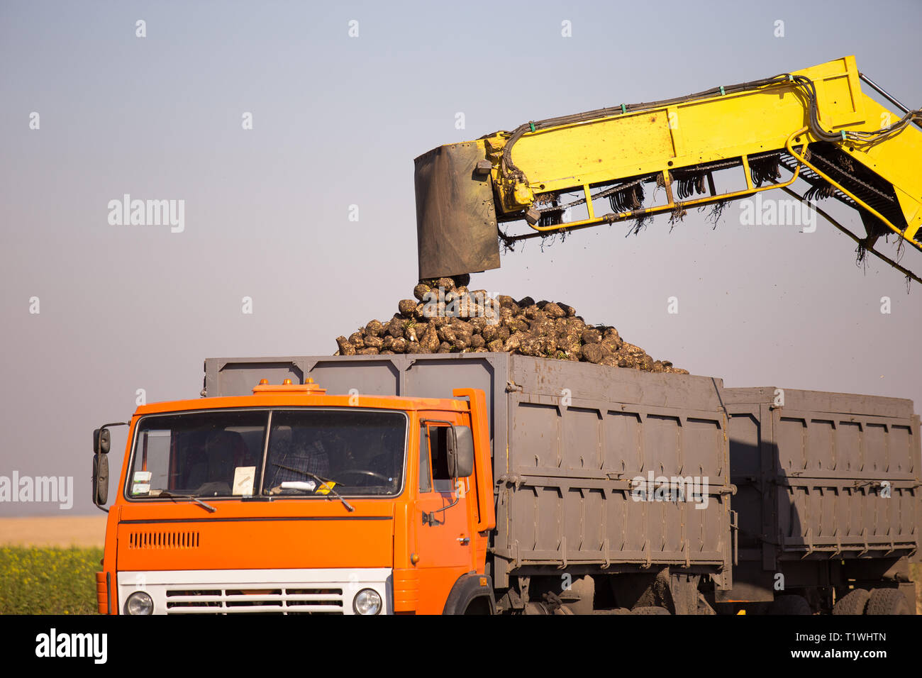 Beet loader hi-res stock photography and images - Alamy