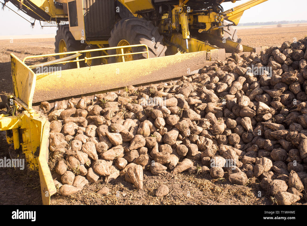 Beet Loader Stock Photos & Beet Loader Stock Images - Alamy