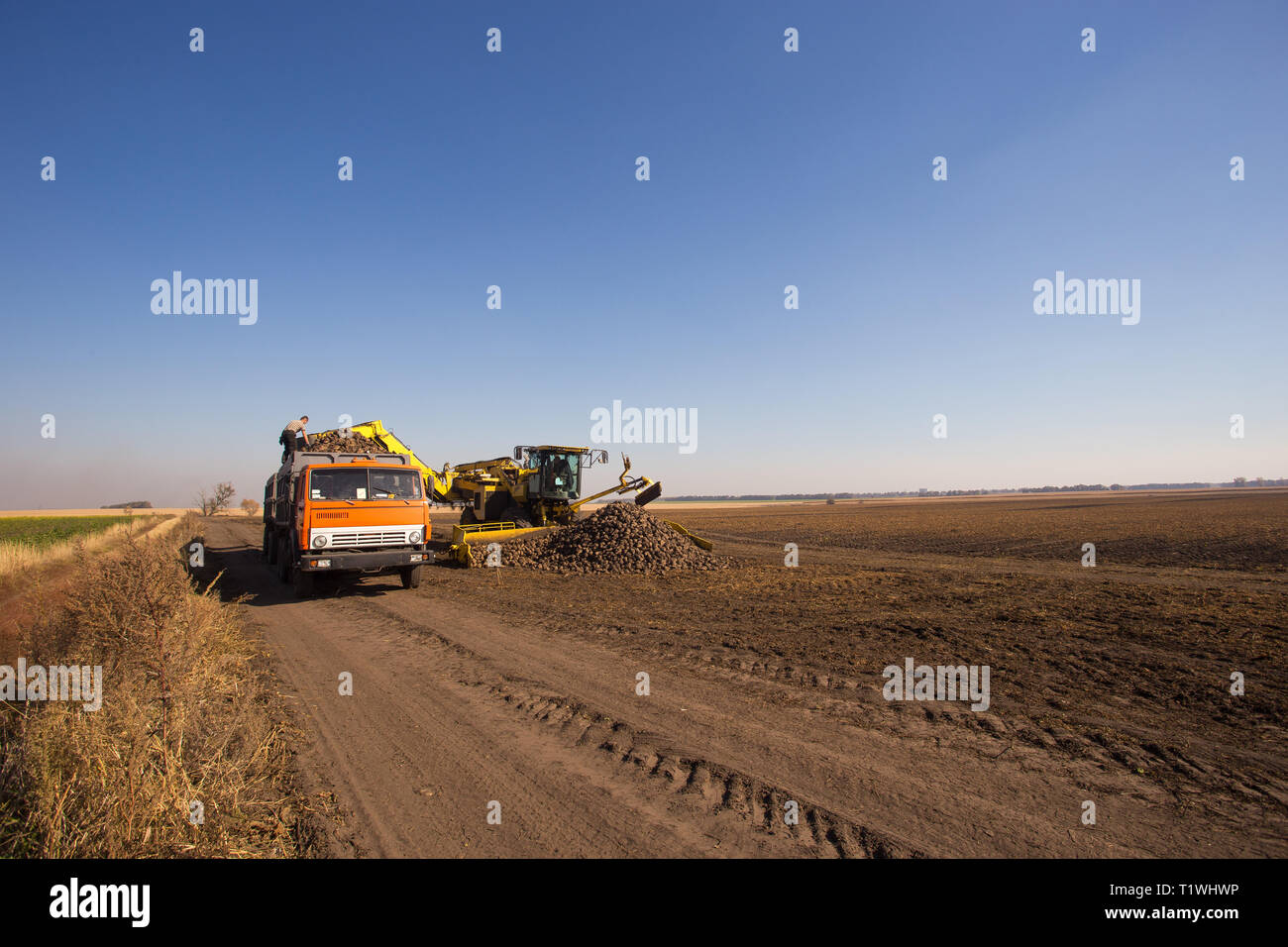 Beet loader hi-res stock photography and images - Alamy