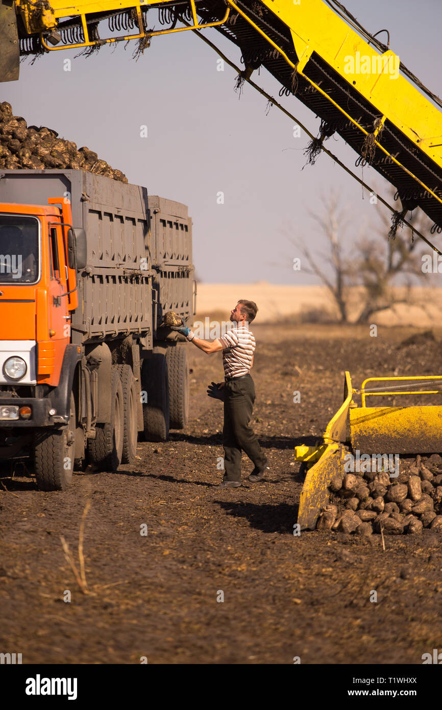 Loading sugar beet truck transportation hi-res stock photography and ...