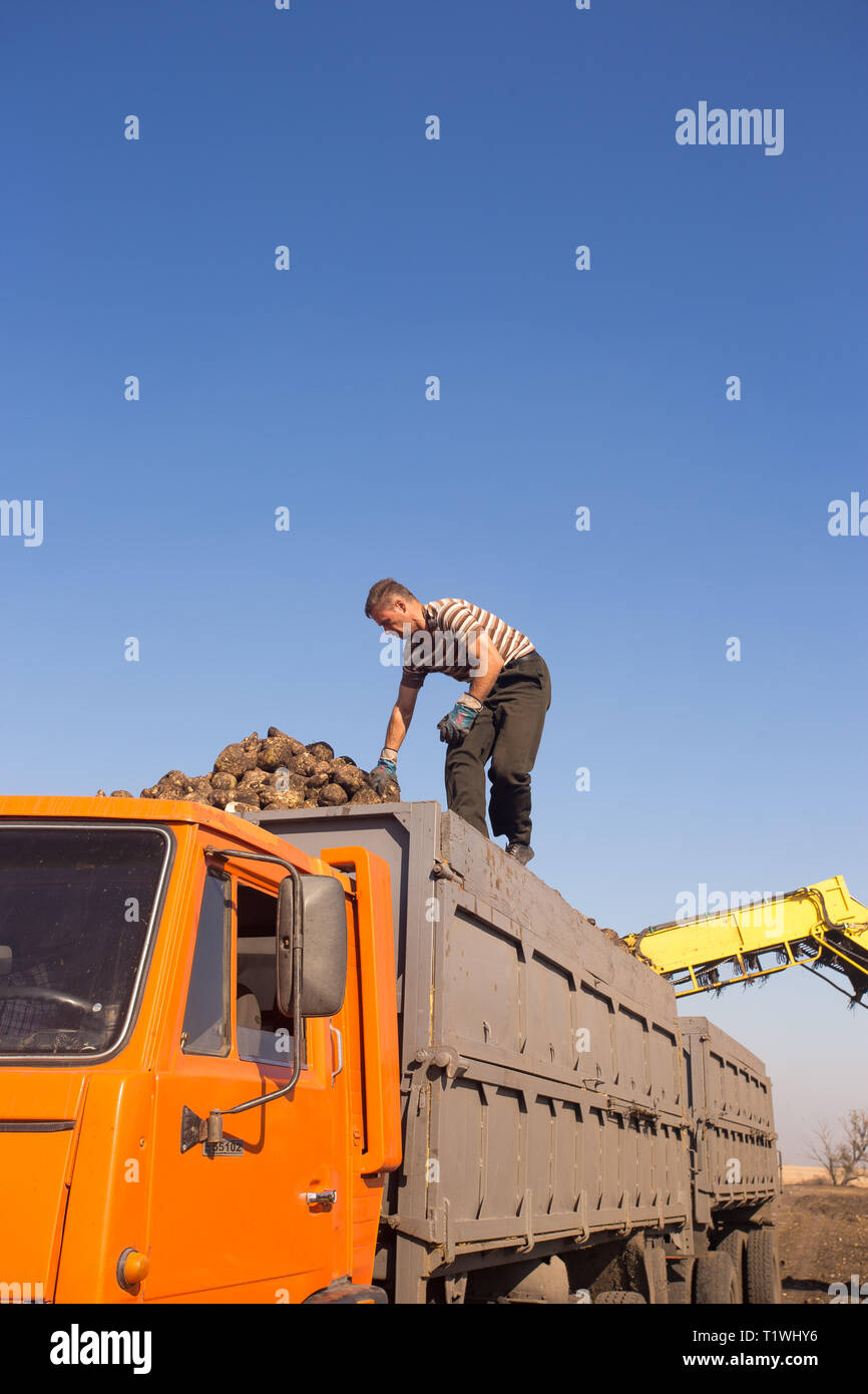 Loading sugar beet truck transportation hi-res stock photography and ...