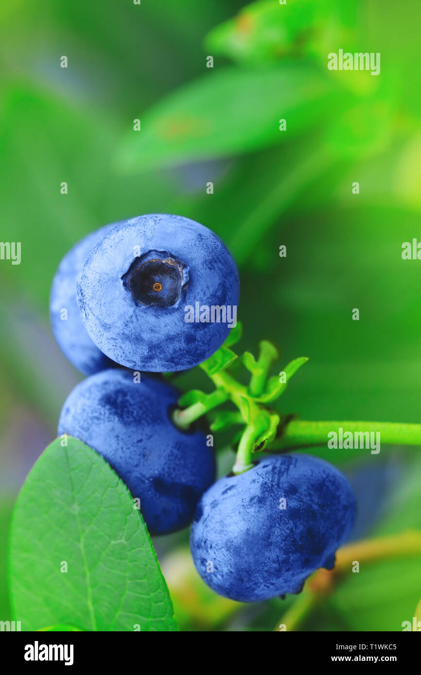 Blueberry branch with blue ripe blueberries. Real ripe blueberry branch ...