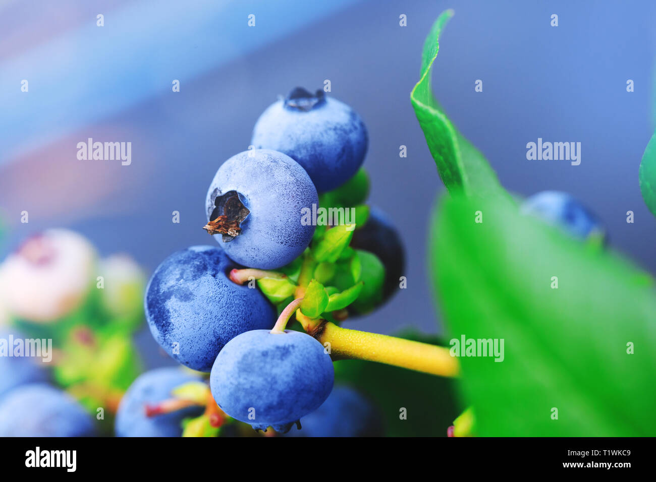Real ripe blueberry branch on a blueberry bush. Blueberry field or ...