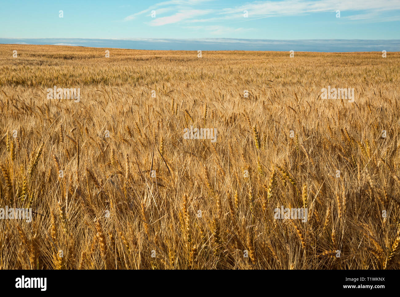 Ritzville Washington High Resolution Stock Photography and Images - Alamy
