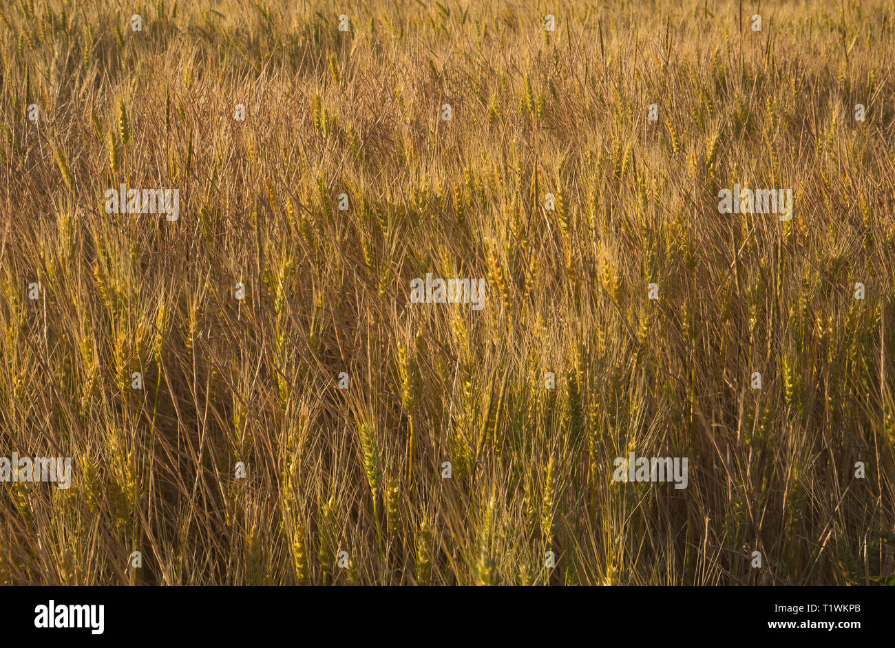 Ritzville washington hi-res stock photography and images - Alamy
