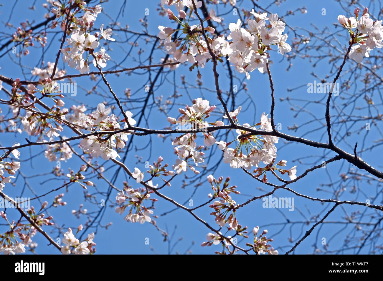 White sakura hi-res stock photography and images - Alamy