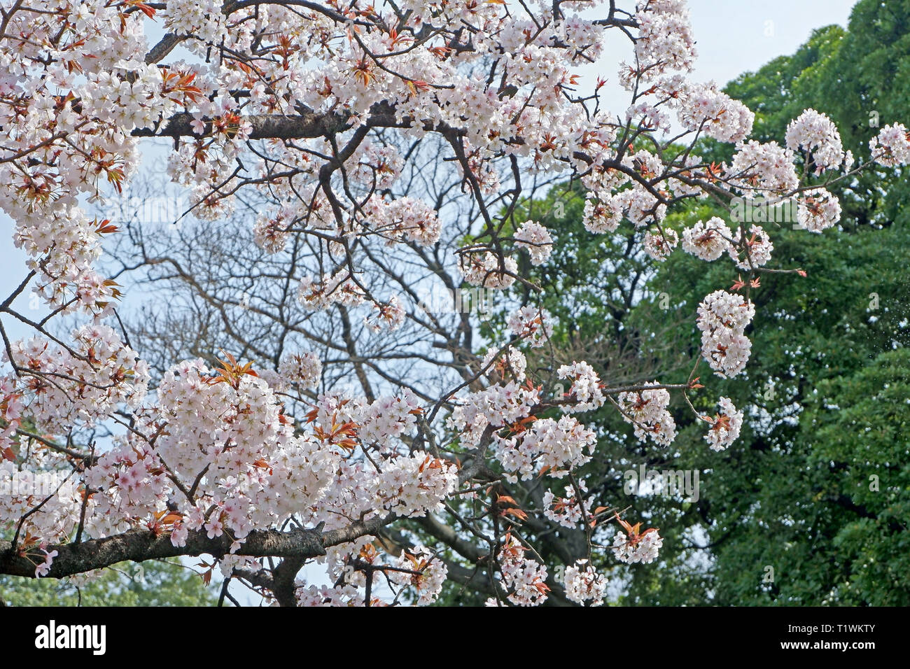 The beautiful white sakura cherry blossom flower in springtime, Japan ...