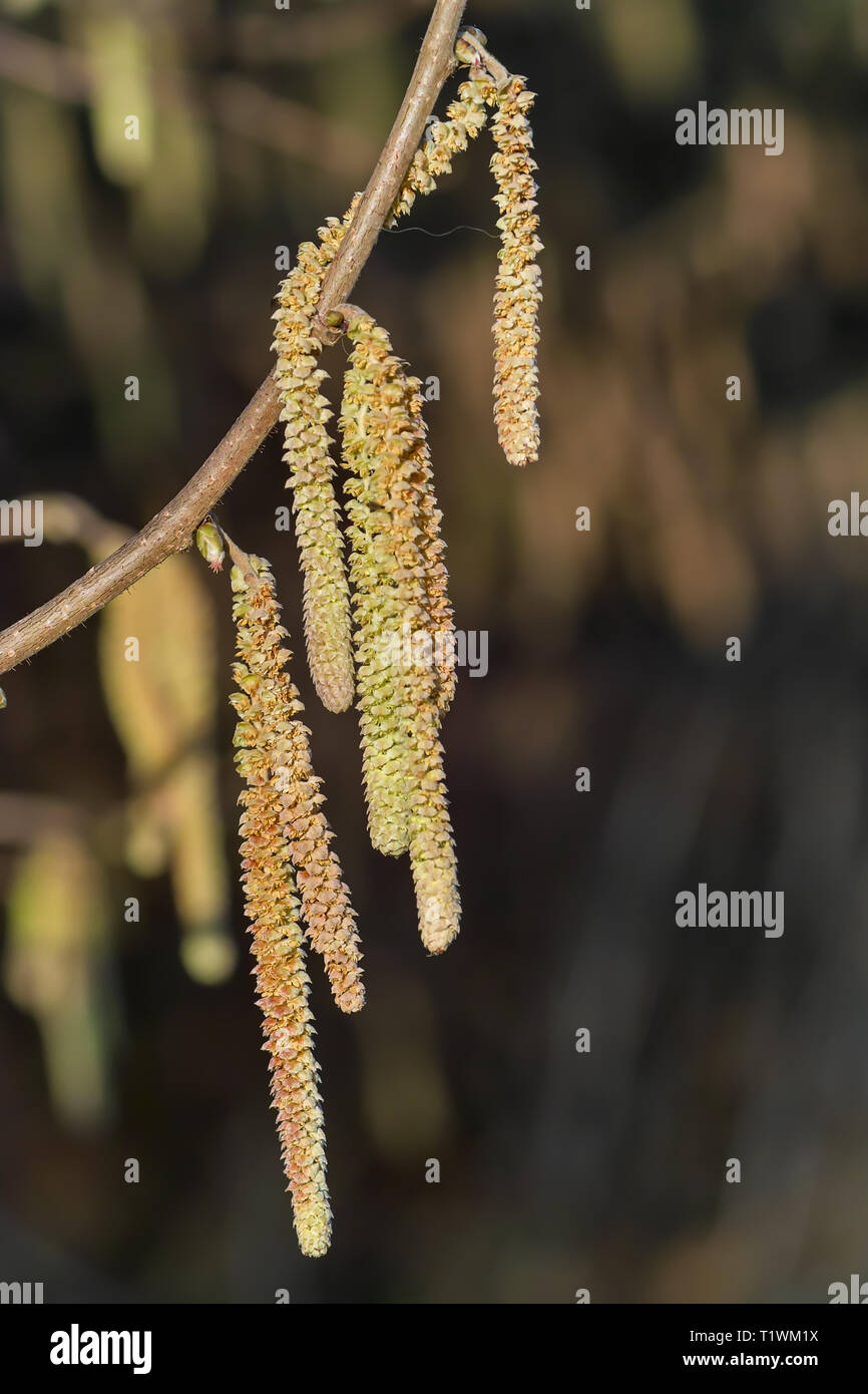 Spring: Male inflorescences of hazelnut, Corylus avellana Stock Photo ...