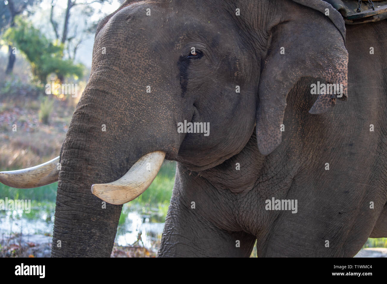 The Asian elephant (Elephas maximus indicus) is used in tiger patrols ...