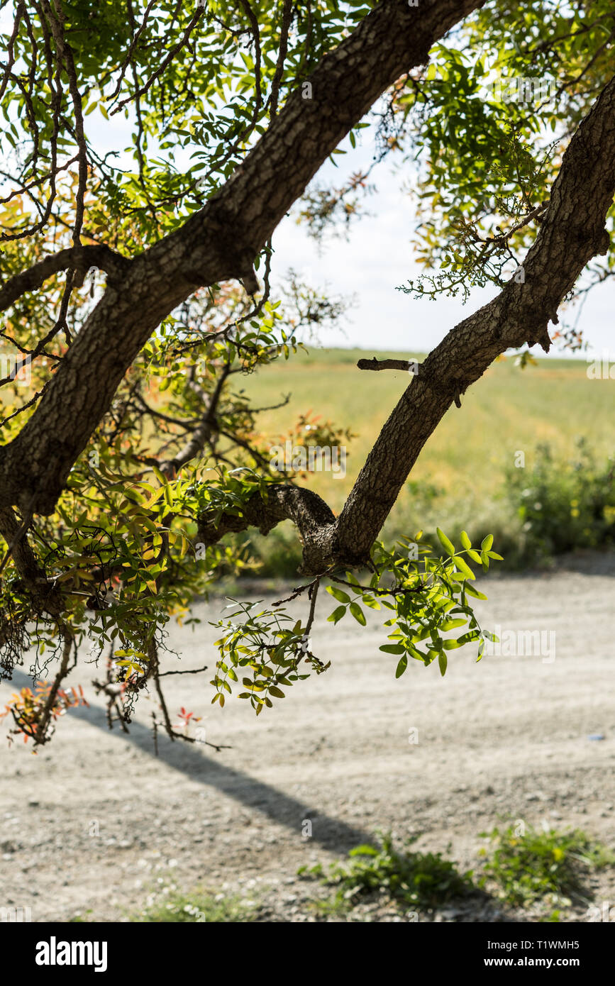 n forest with tree bark - Eucalyptus trees - bushes foliage - nature ...