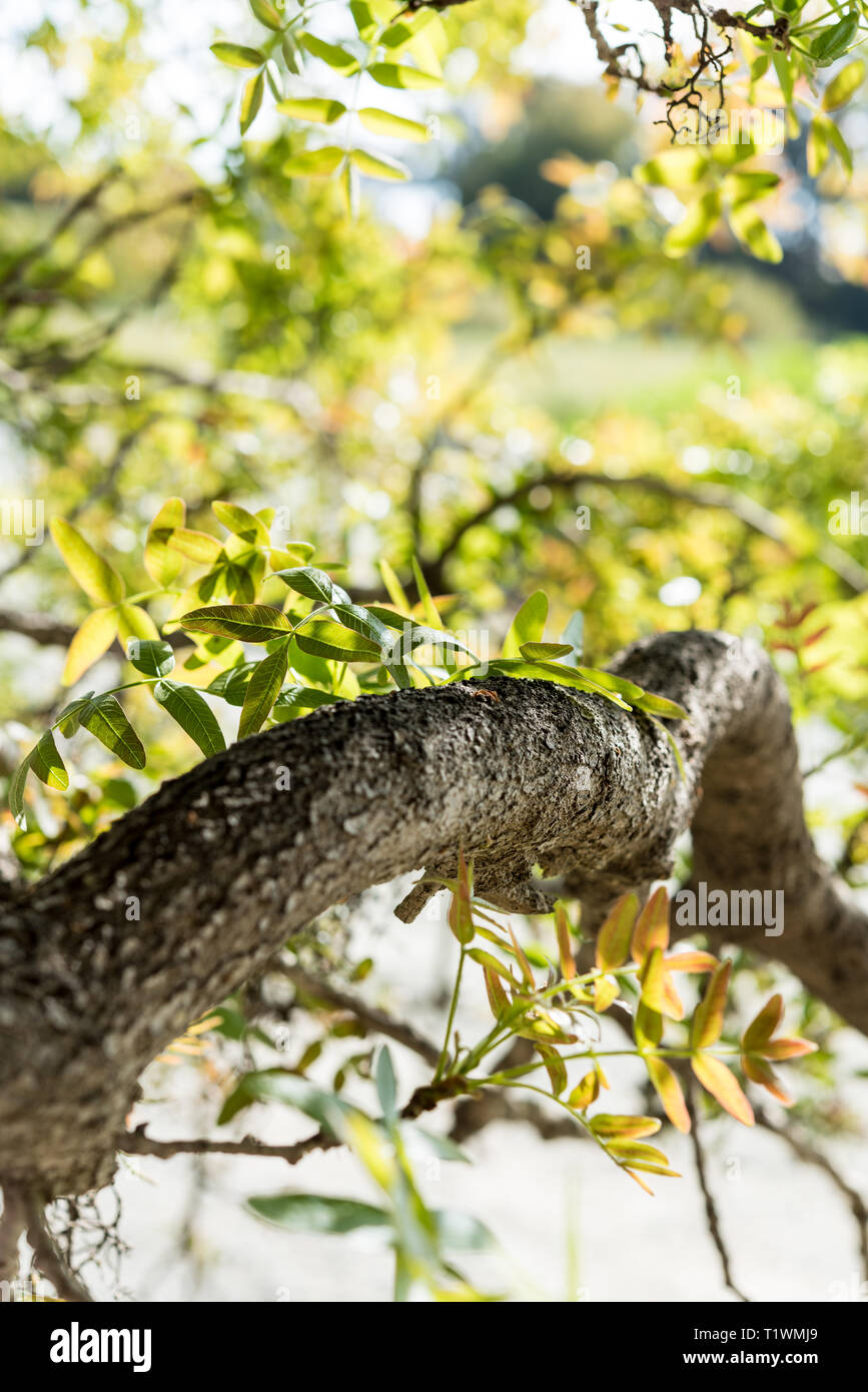 n forest with tree bark - Eucalyptus trees - bushes foliage - nature ...