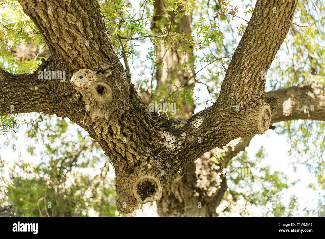 n forest with tree bark - Eucalyptus trees - bushes foliage - nature ...