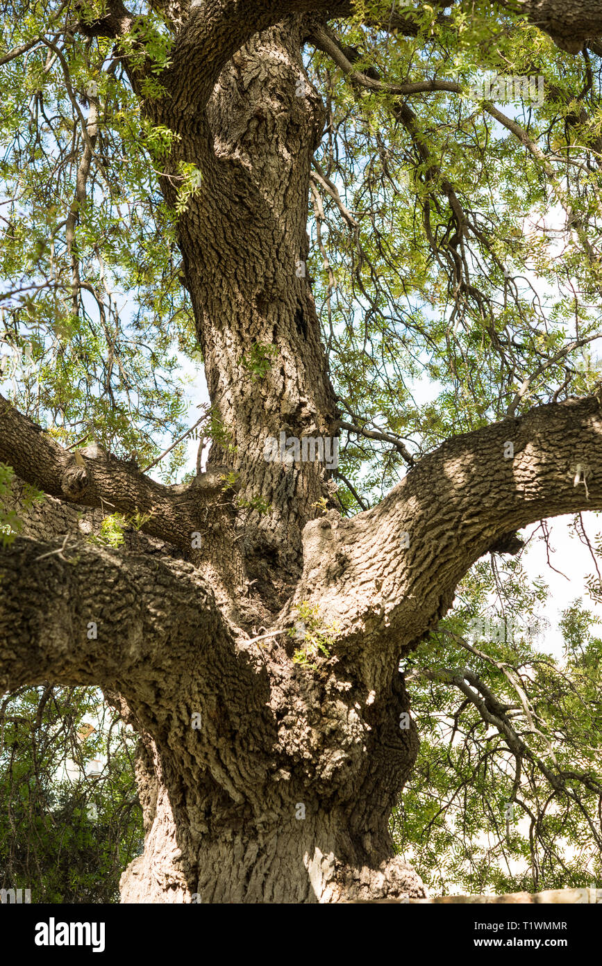 n forest with tree bark - Eucalyptus trees - bushes foliage - nature ...
