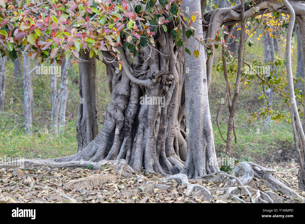 Banyan tree (Ficus benghalensis) is considered the national tree of ...