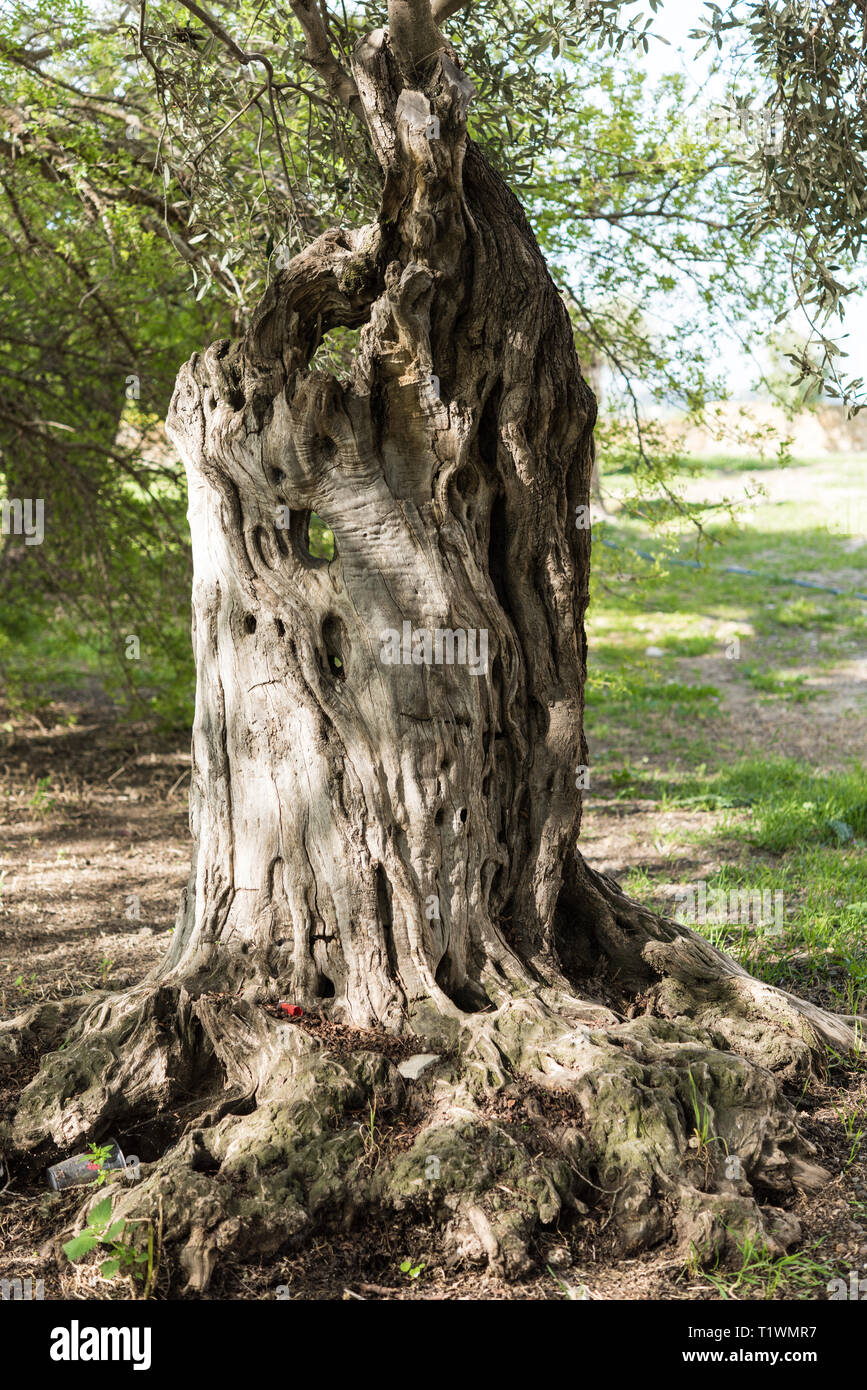 n forest with tree bark - Eucalyptus trees - bushes foliage - nature ...