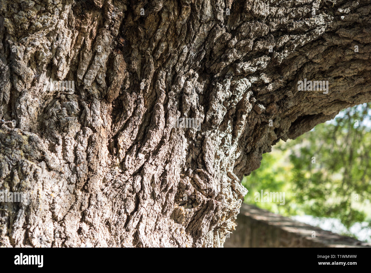 n forest with tree bark - Eucalyptus trees - bushes foliage - nature ...
