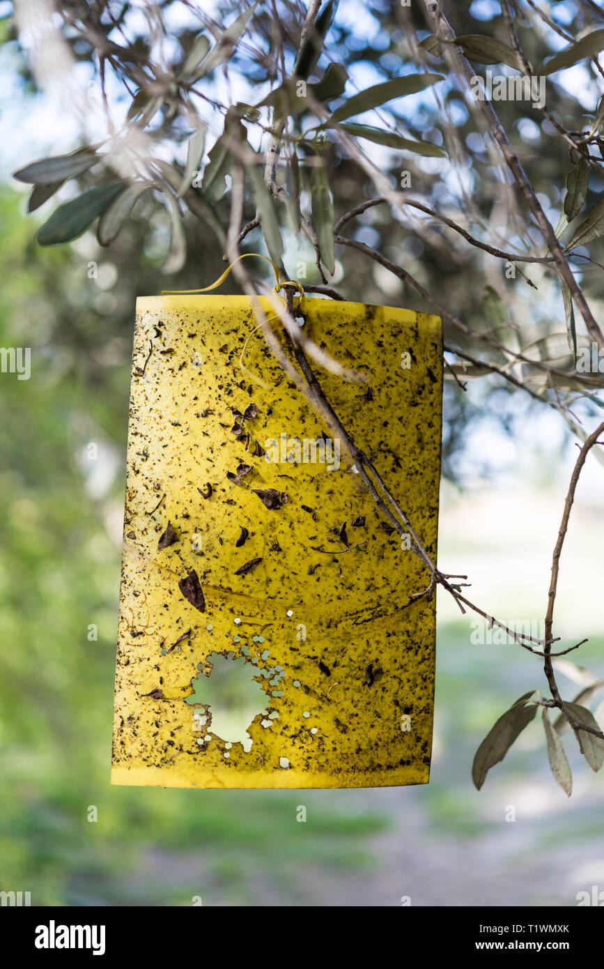 Bio fly trap hi-res stock photography and images - Alamy