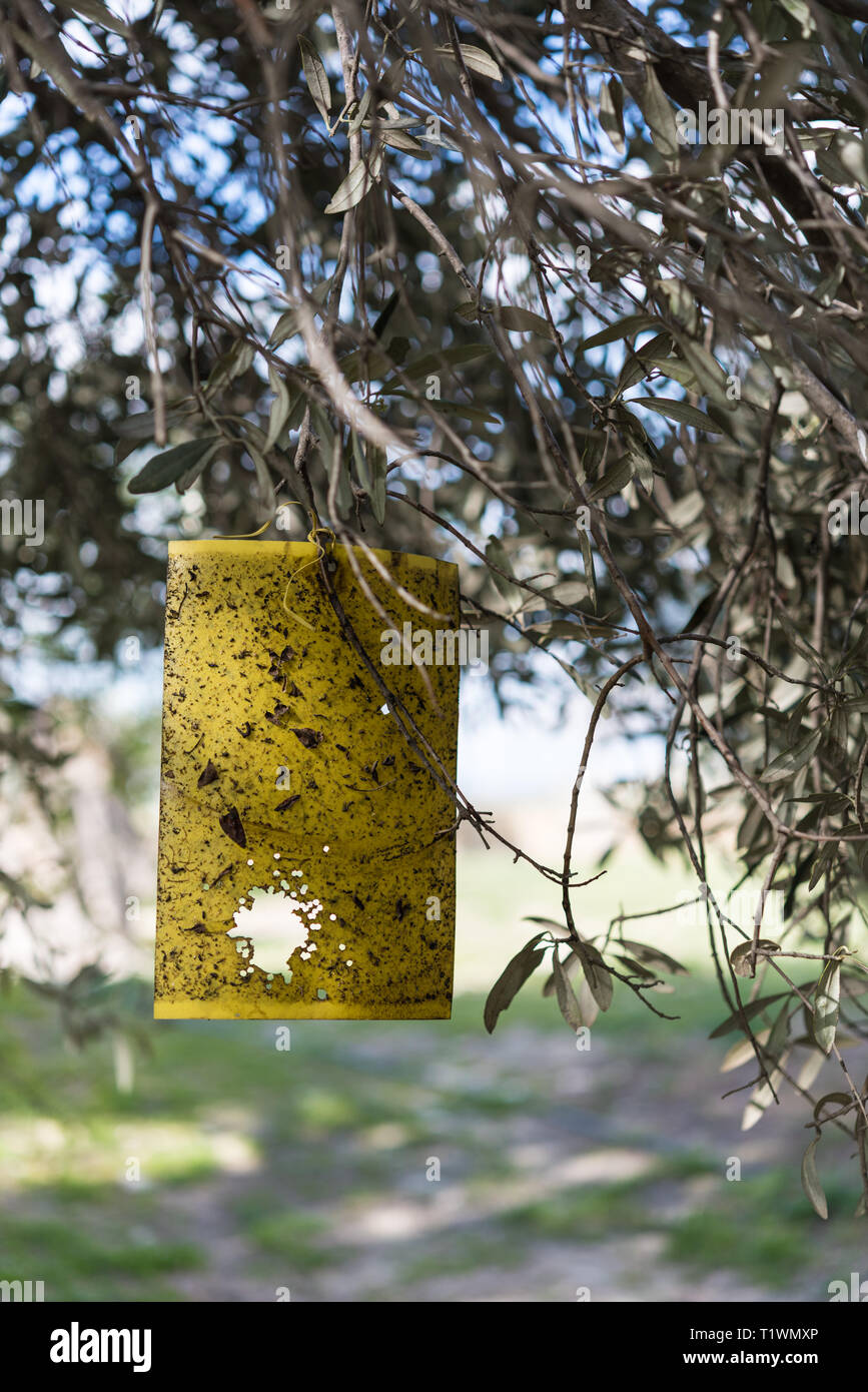 Yellow fly trap paper on Olive trees Stock Photo - Alamy